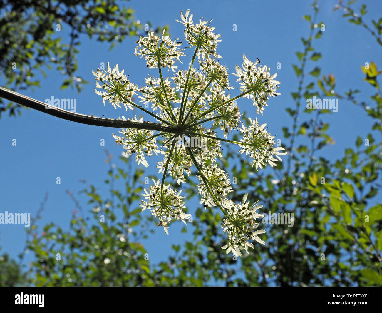 Bugs eye view hi-res stock photography and images - Alamy
