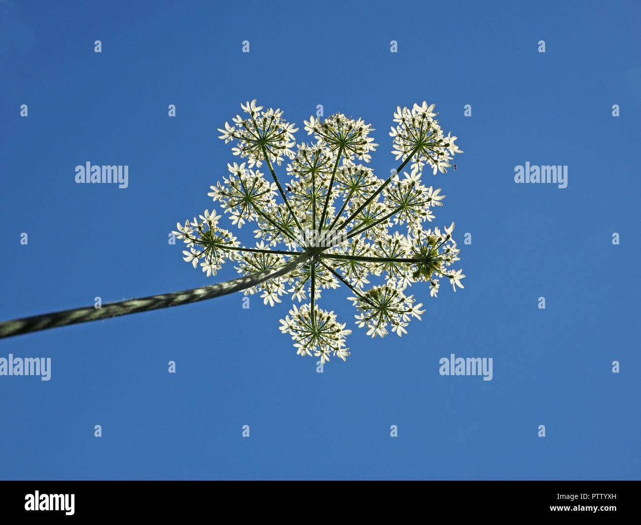 Bugs eye view hi-res stock photography and images - Alamy