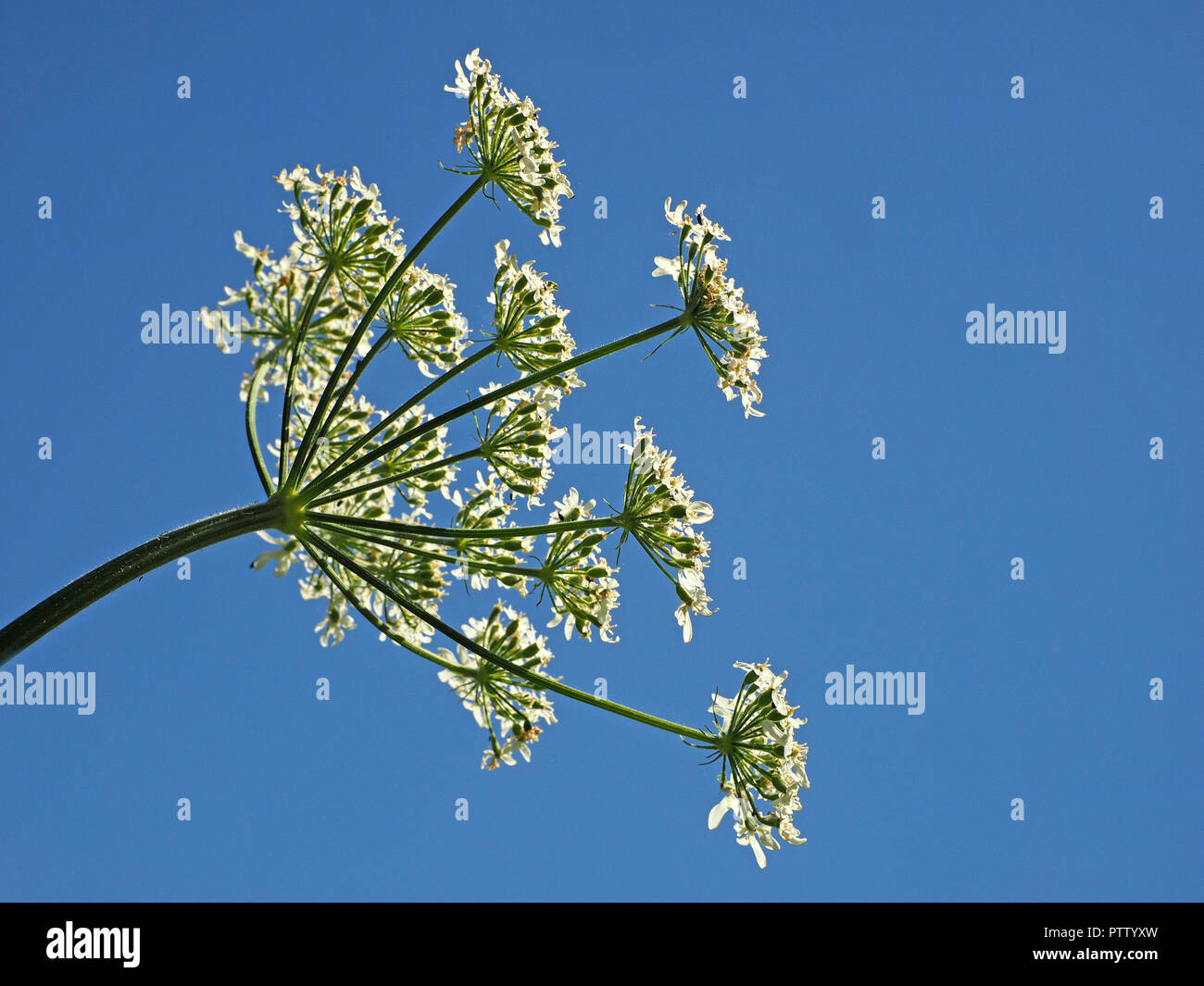 Bugs eye view hi-res stock photography and images - Alamy