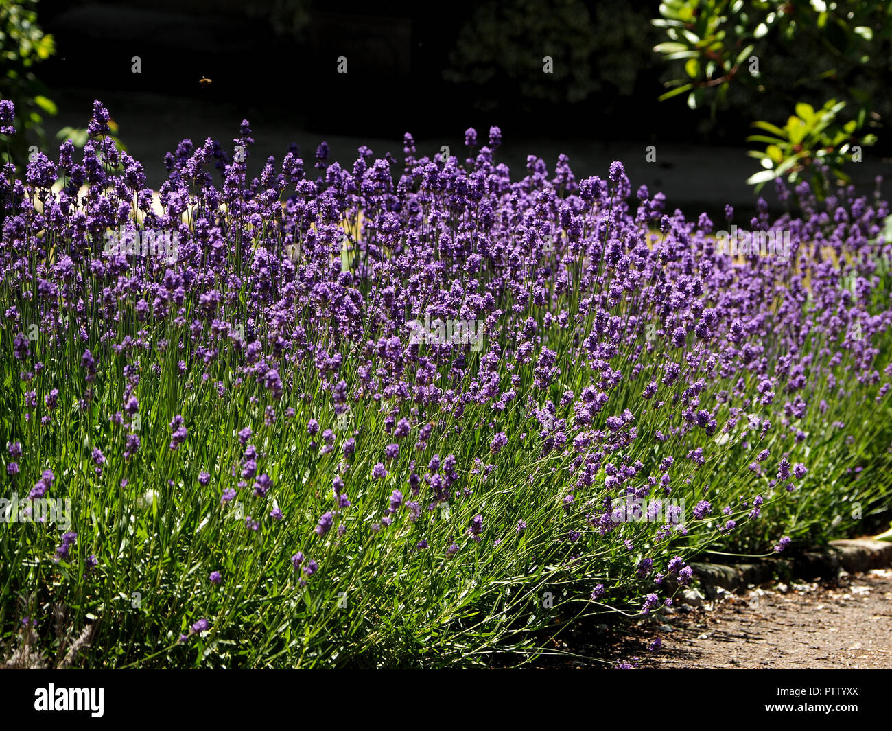 massed flowers of English lavender (Lavandula angustifolia Stock Photo ...