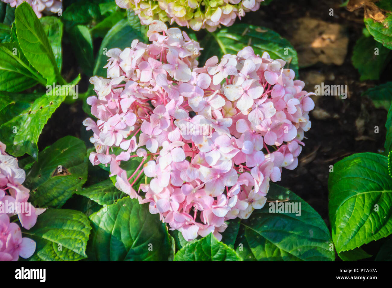 Pink heart shaped Hydrangea macrophylla flowers background. Common ...