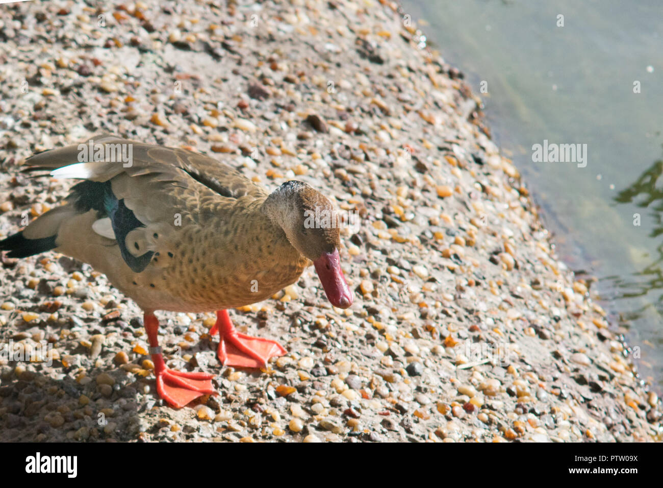 Silver teal hi-res stock photography and images - Alamy