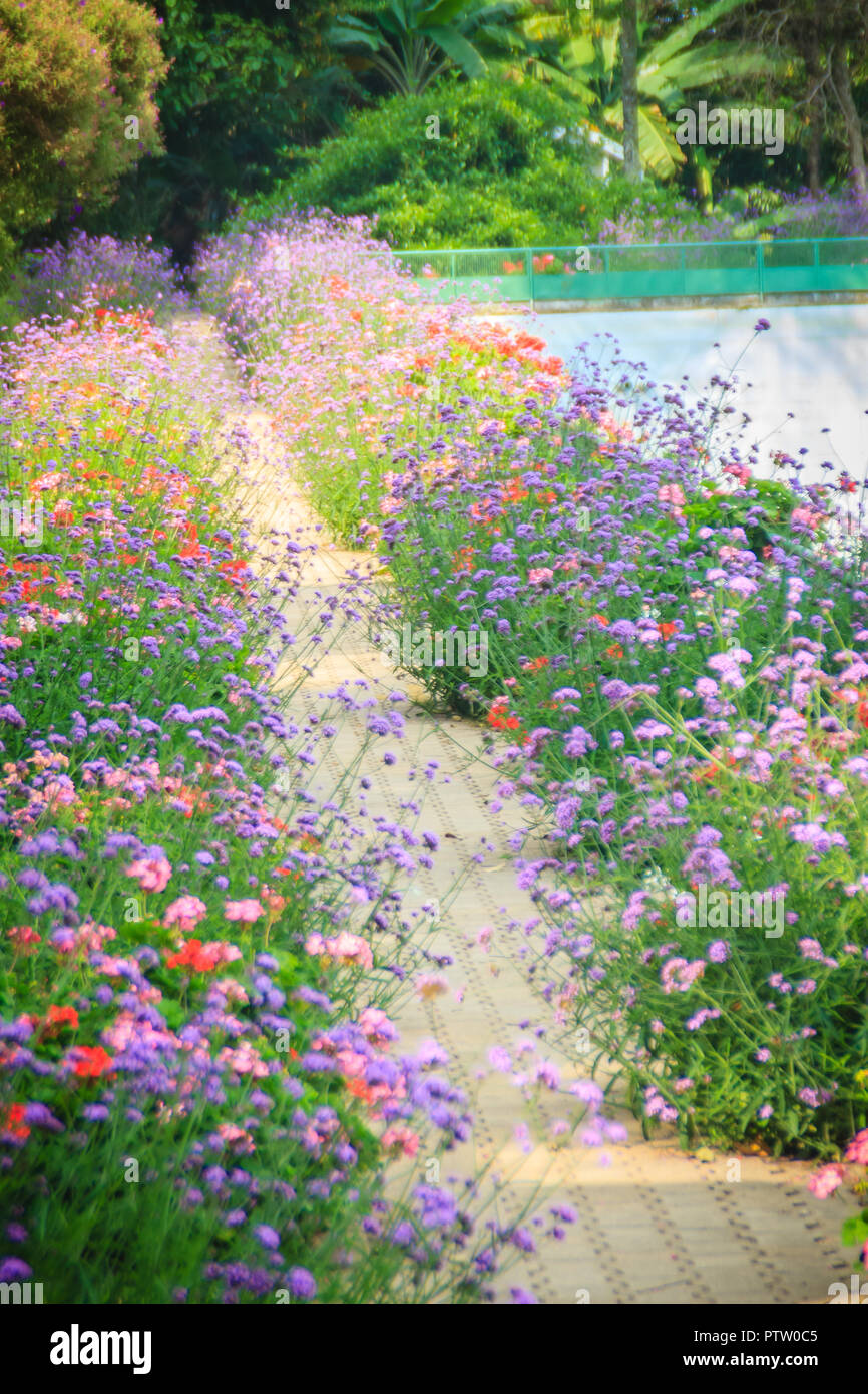 Stone pavement with purple rows of verbena flowering bushes in the ...