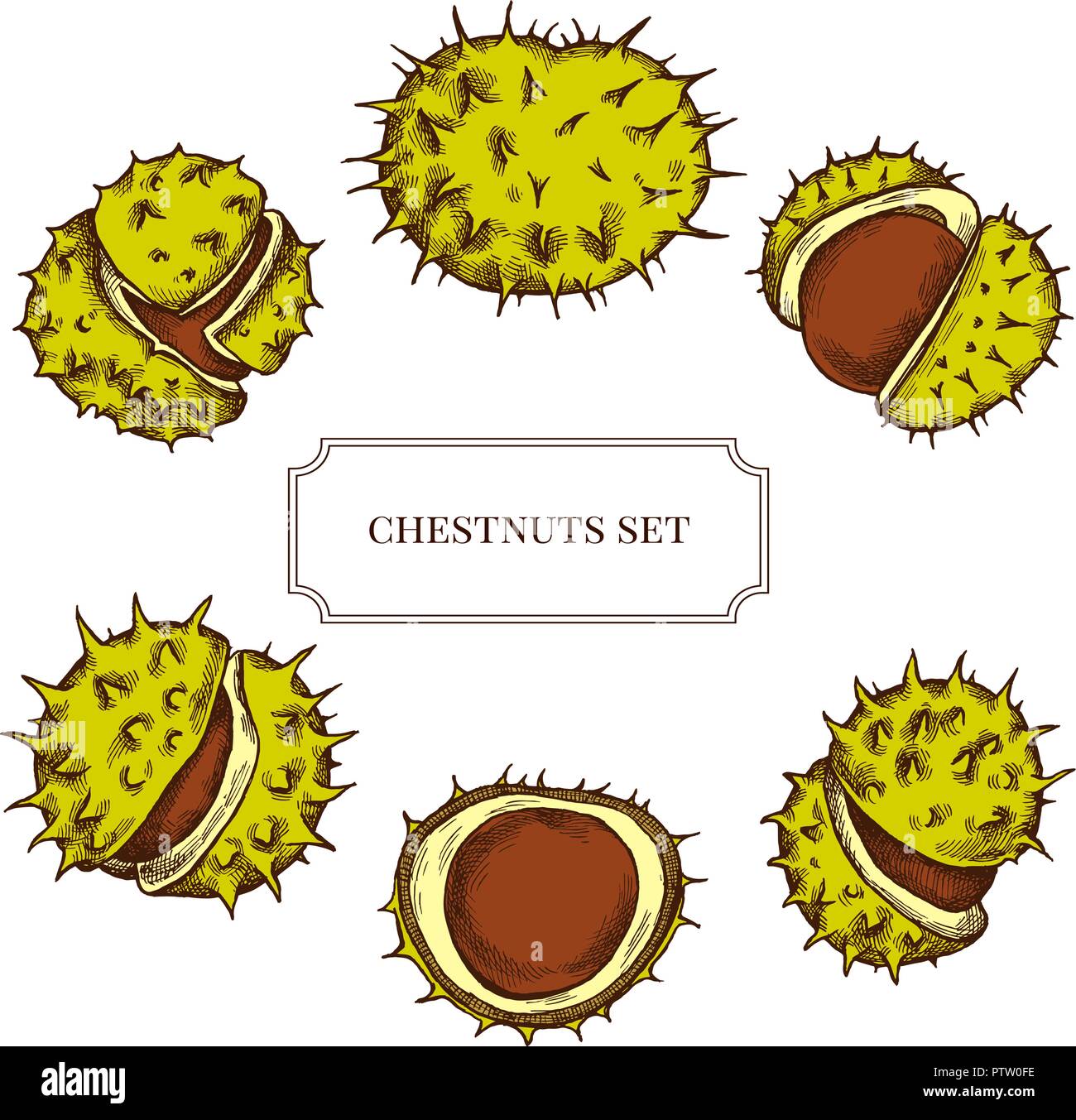 Vector collection of hand drawn buckeyes highly detailed Stock Vector ...