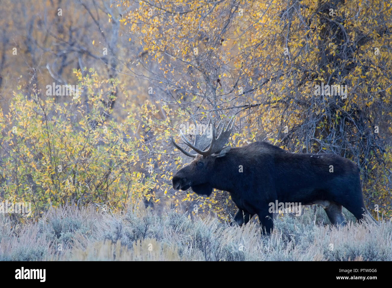 Bull moose fall teton national park hi-res stock photography and images ...