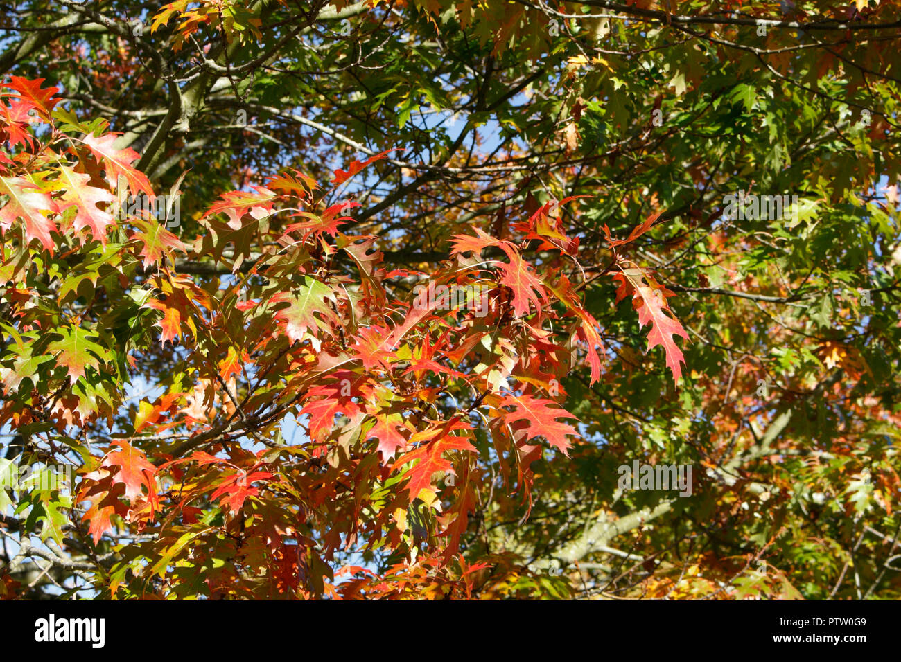 Autumnal leaves of trees hi-res stock photography and images - Alamy