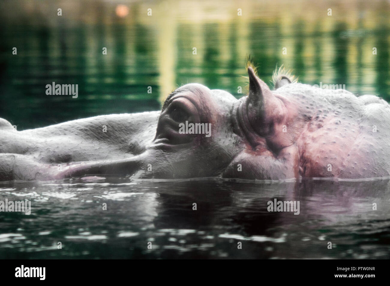 Hippo head Close Up Stock Photo - Alamy