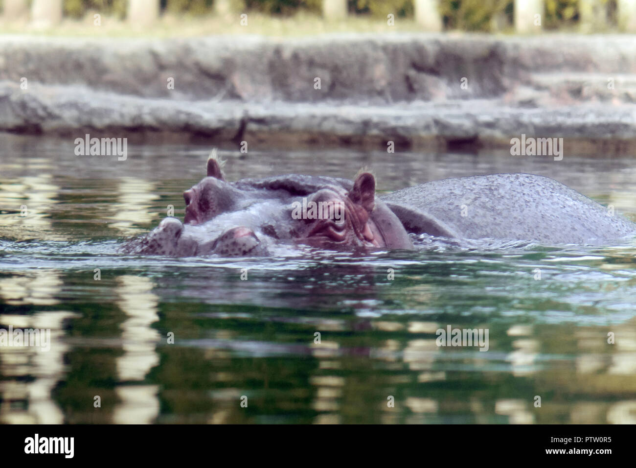 Hippo skin close hi-res stock photography and images - Alamy