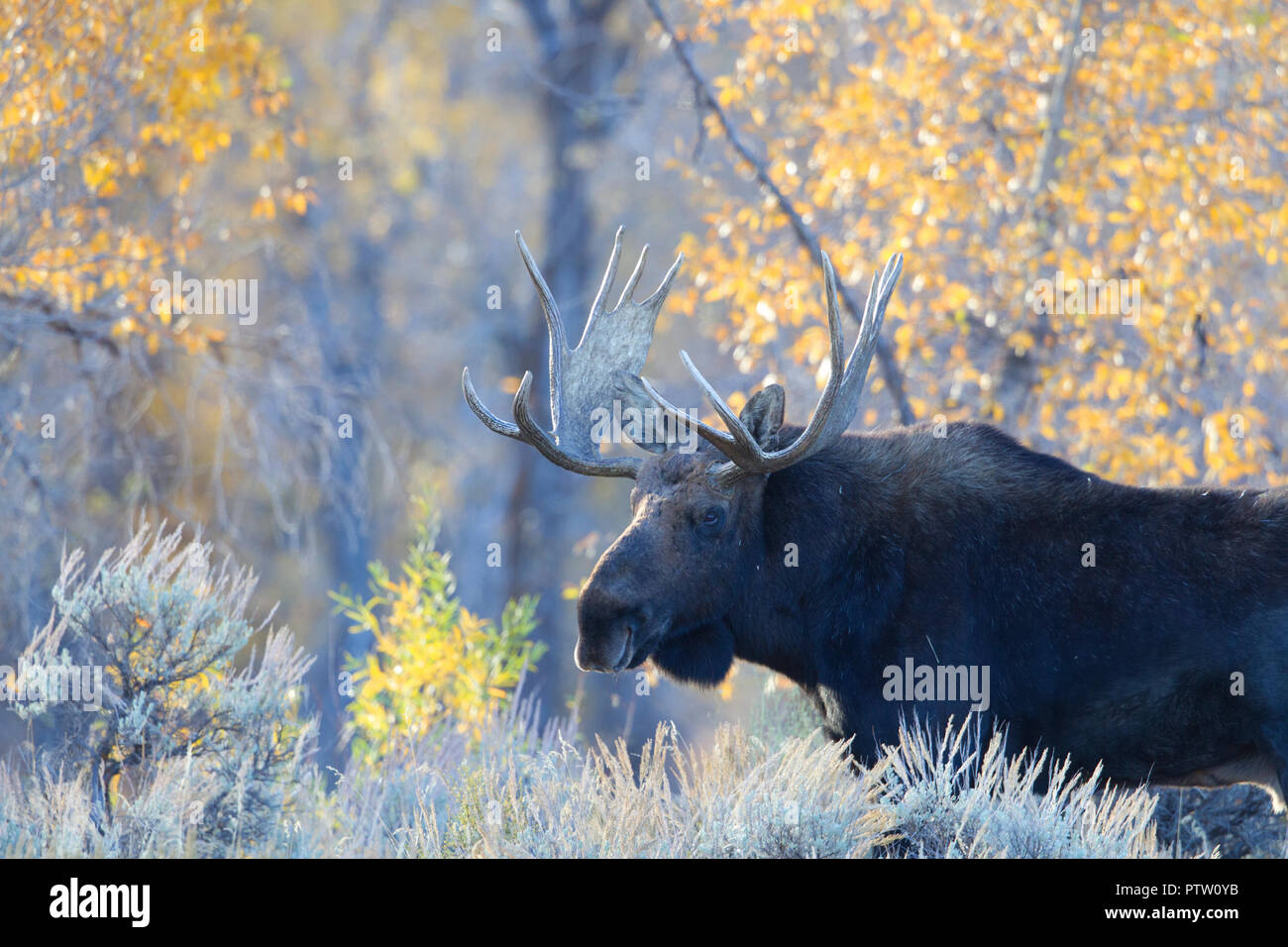 Bull Moose Fall Teton National Park High Resolution Stock Photography ...