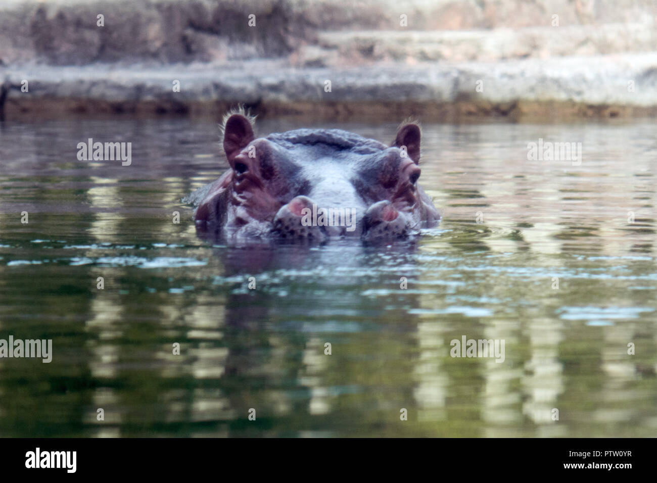 Hippo skin close hi-res stock photography and images - Alamy
