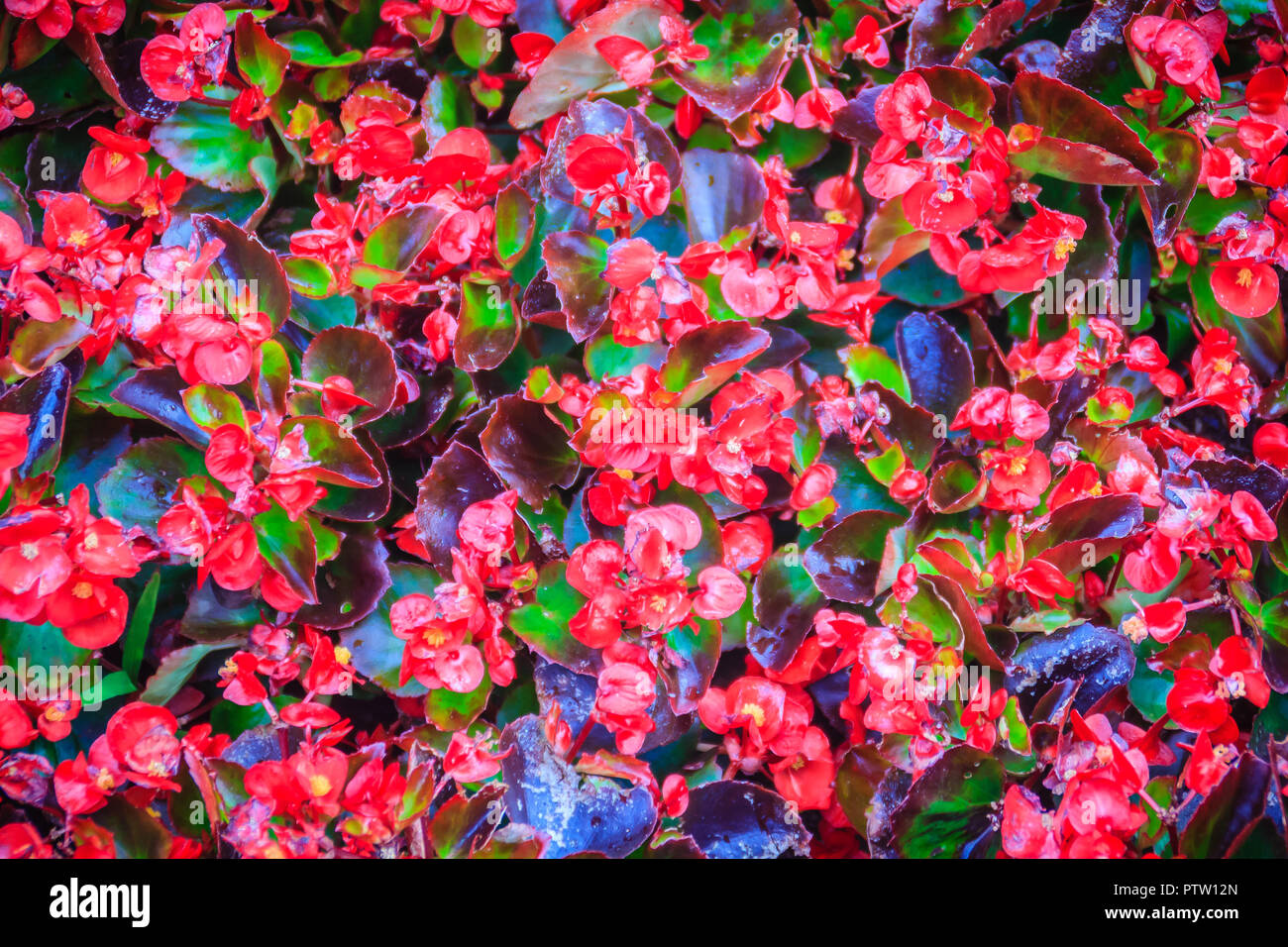 Beautiful red Semperflorens begonias flower background. Semperflorens ...