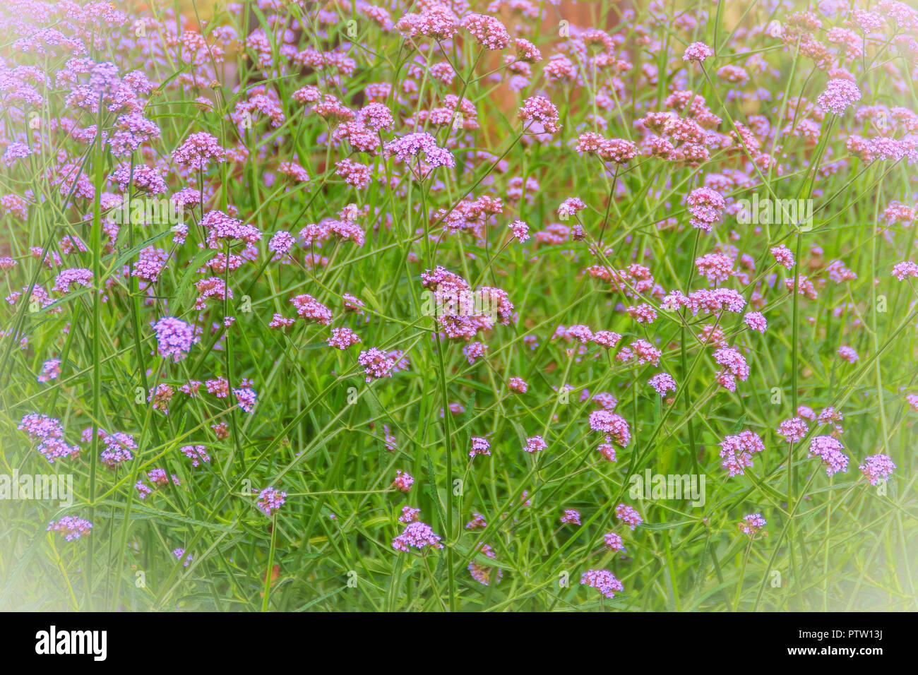 Beautiful purple flower of Verbena bonariensis, also know as purpletop vervain, clustertop ...