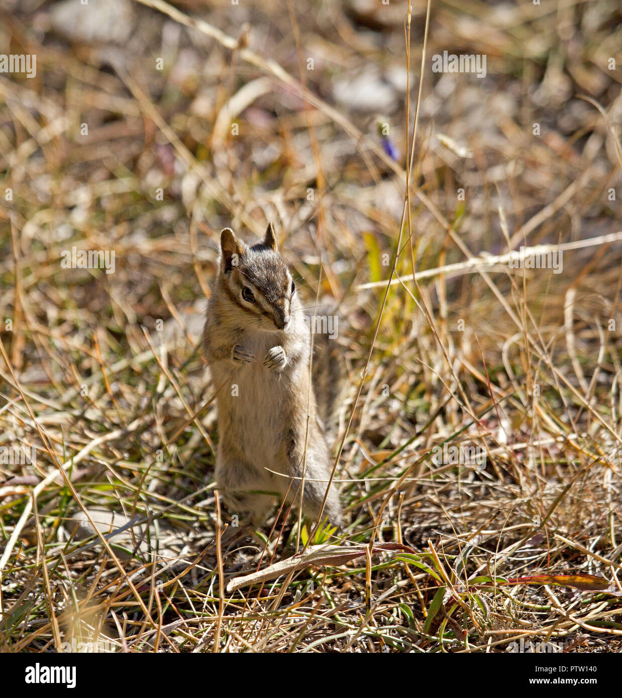 Chipmunk Standing on Hind Legs Stock Photo - Alamy