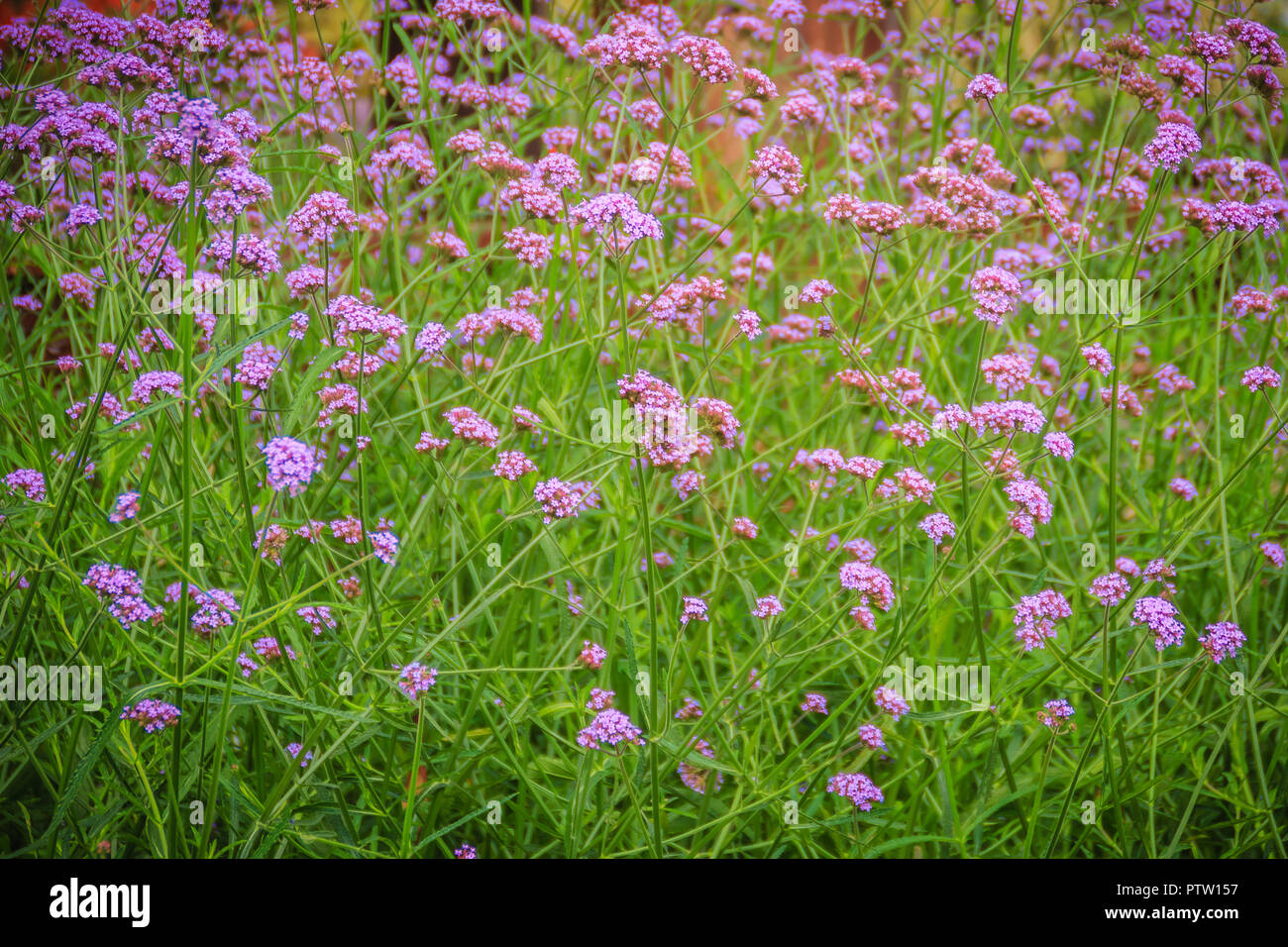 Beautiful purple flower of Verbena bonariensis, also know as purpletop ...