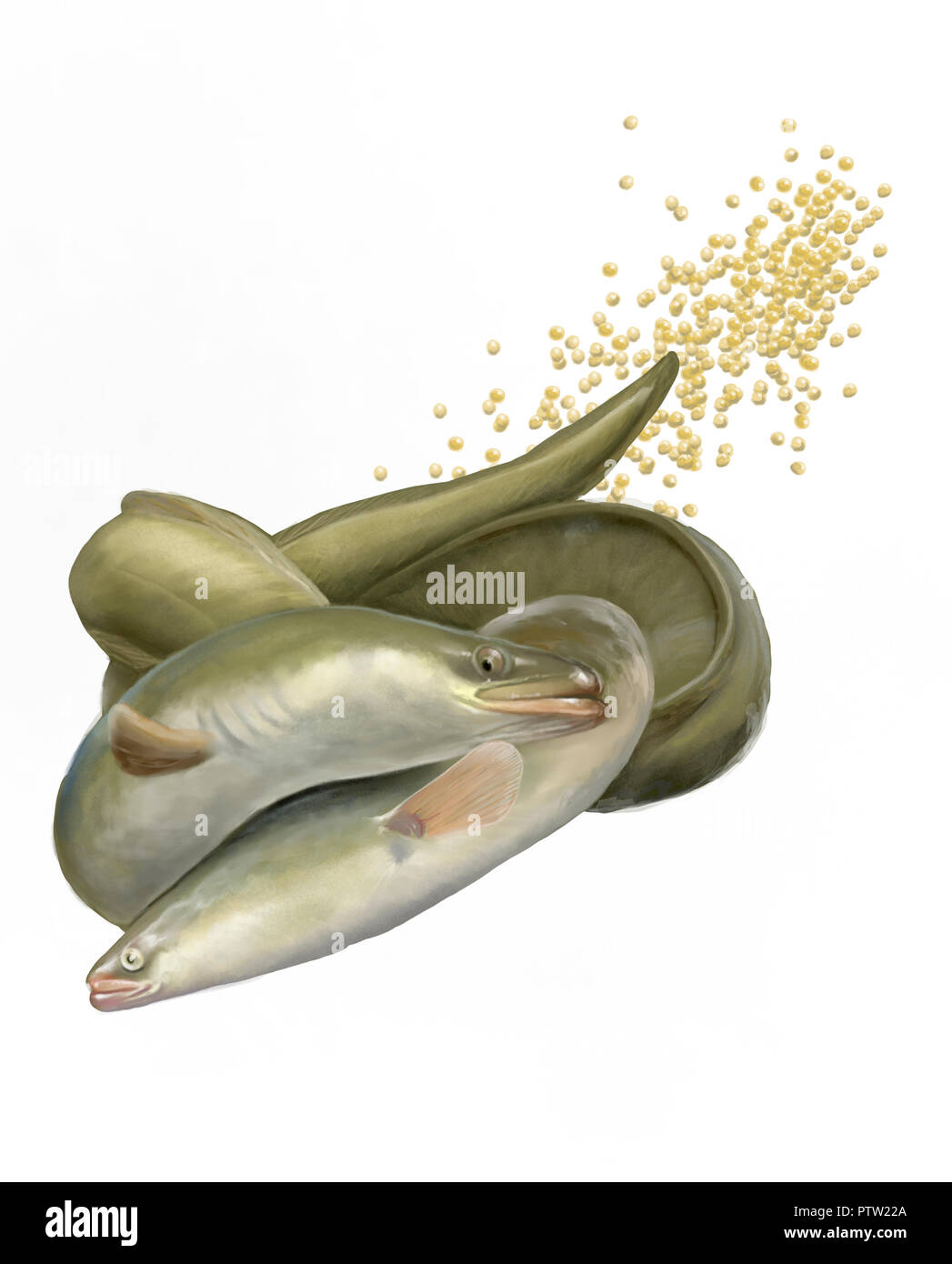 eel couple copulating digital illustration Stock Photo - Alamy