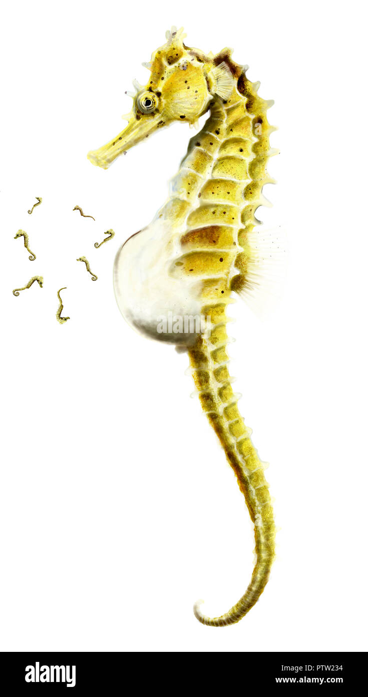 Sea horse giving birth illustration Stock Photo - Alamy