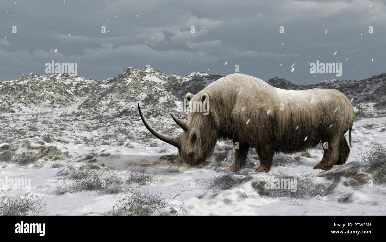 Coelodonta hi-res stock photography and images - Alamy