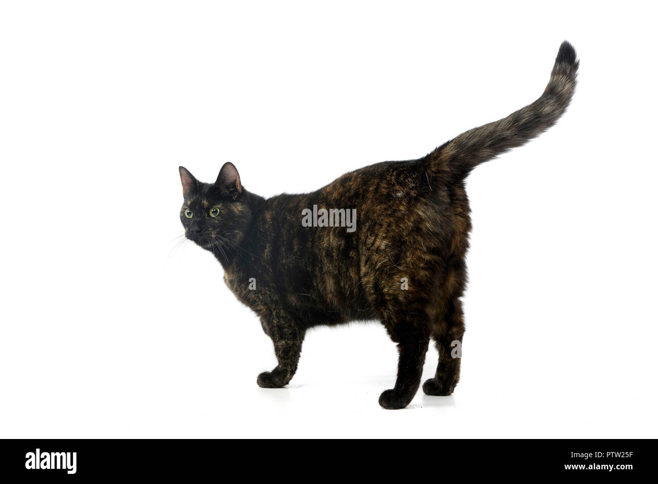 Domestic cat standing side view Cut Out Stock Images & Pictures - Alamy