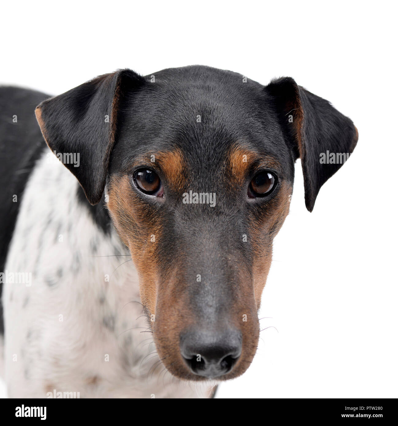 Portrait of an adorable Fox terrier - isolated on white background ...