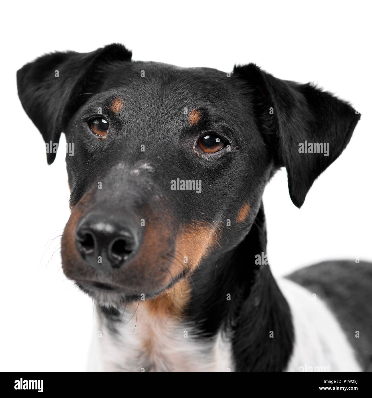 Portrait of an adorable Fox terrier - isolated on white background ...