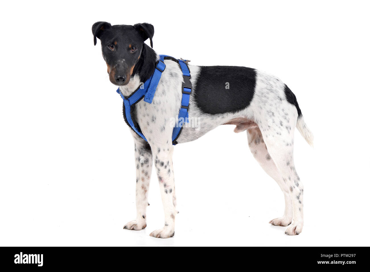 Harness Cut Out Stock Images & Pictures - Alamy