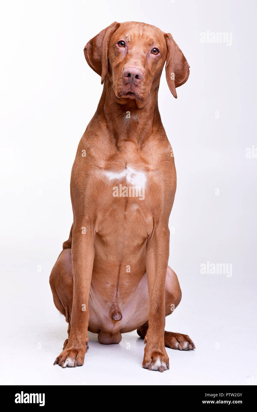 Studio shot of an adorable Hungarian Vizsla sitting on white background ...