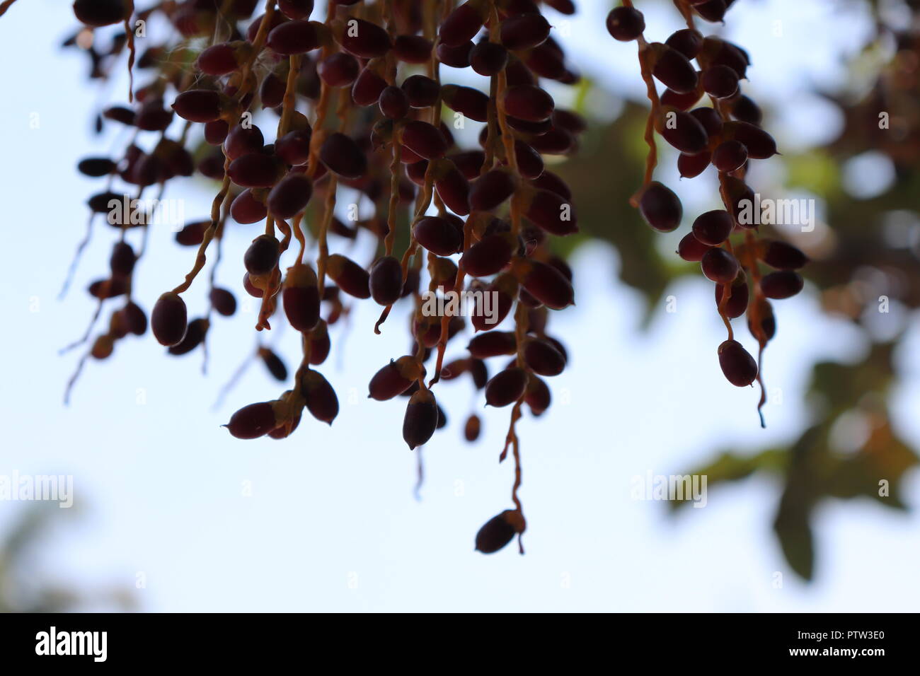 Palm tree seeds hi-res stock photography and images - Alamy