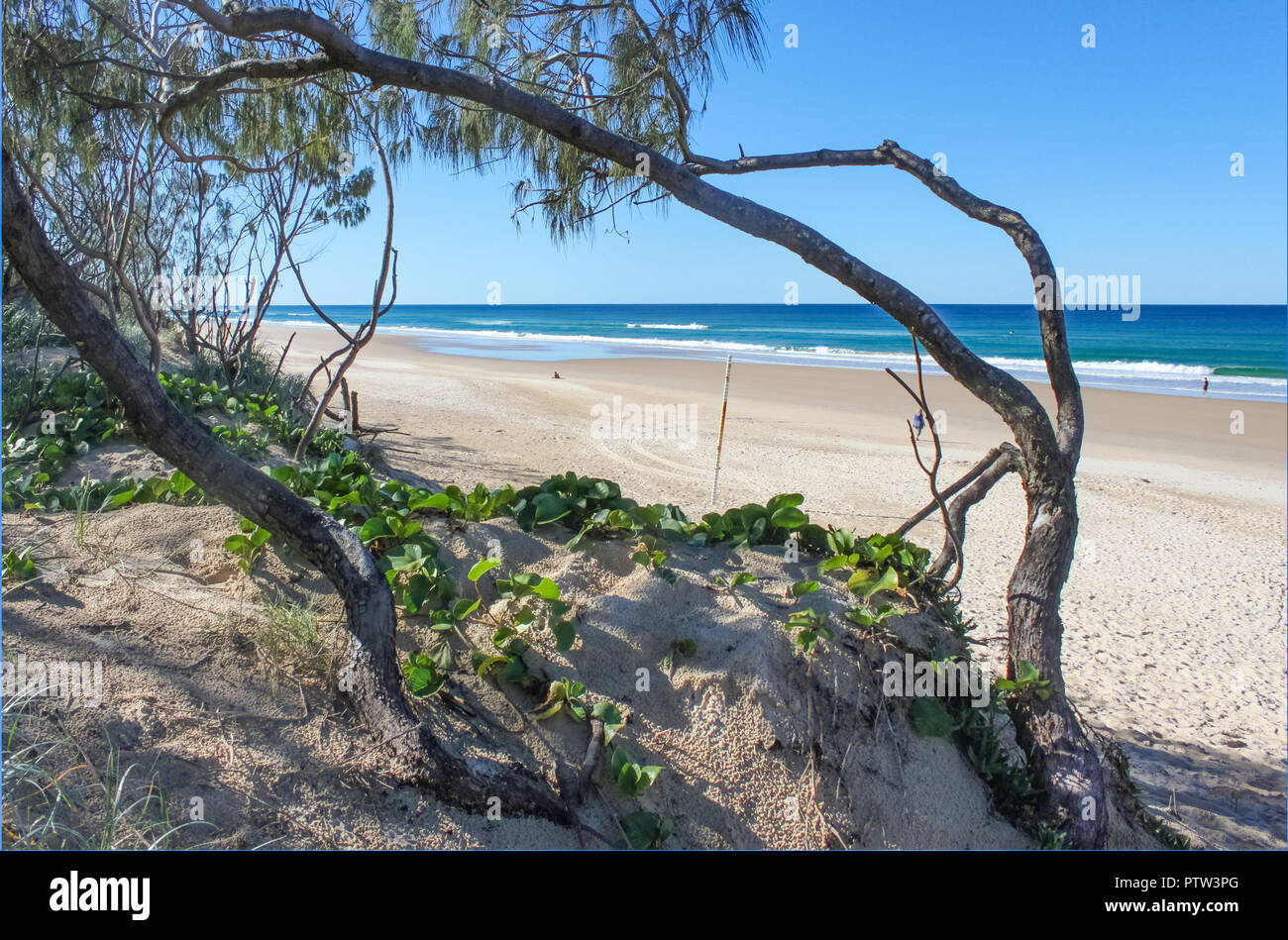 Gnarled cedar tree hi-res stock photography and images - Alamy
