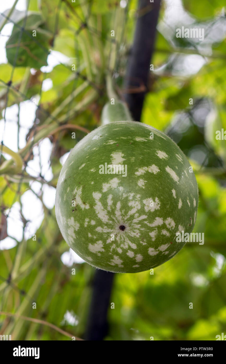 Lagenaria siceraria (Molina) Standl, Calabash, hanging on stem Stock ...