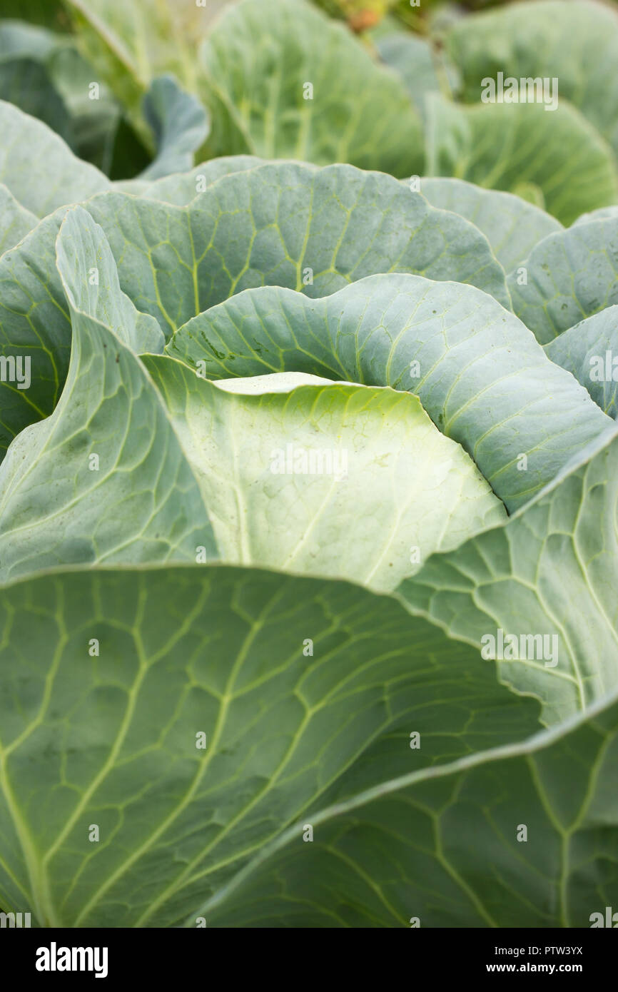 Big cabbage in the garden. Fresh green big cabbage organic vegetables ...
