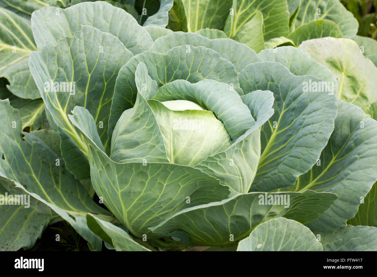 Big cabbage in the garden. Fresh green big cabbage organic vegetables ...