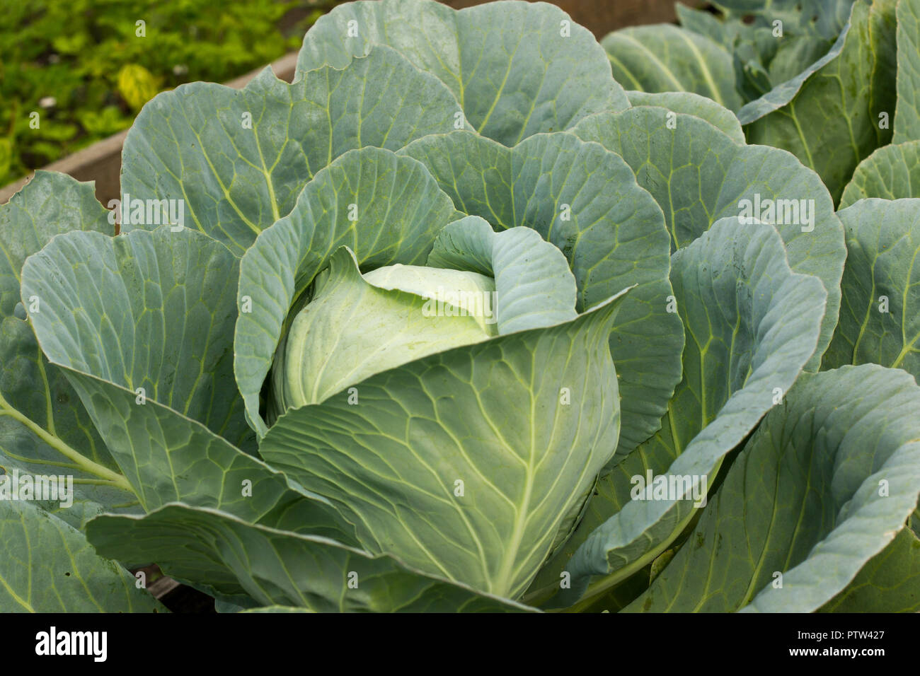Big cabbage in the garden. Fresh green big cabbage organic vegetables ...