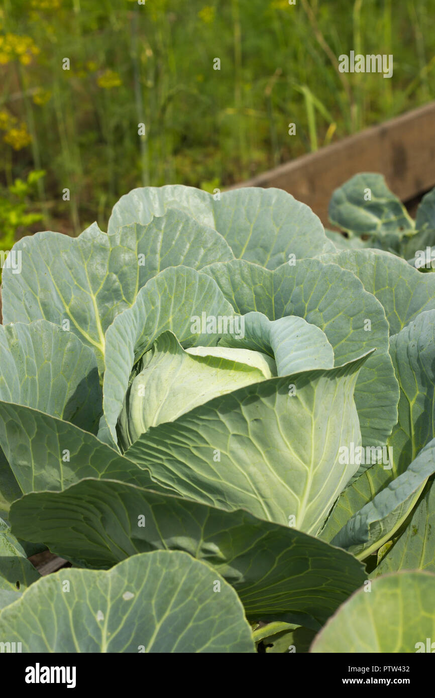 Big cabbage in the garden. Fresh green big cabbage organic vegetables ...