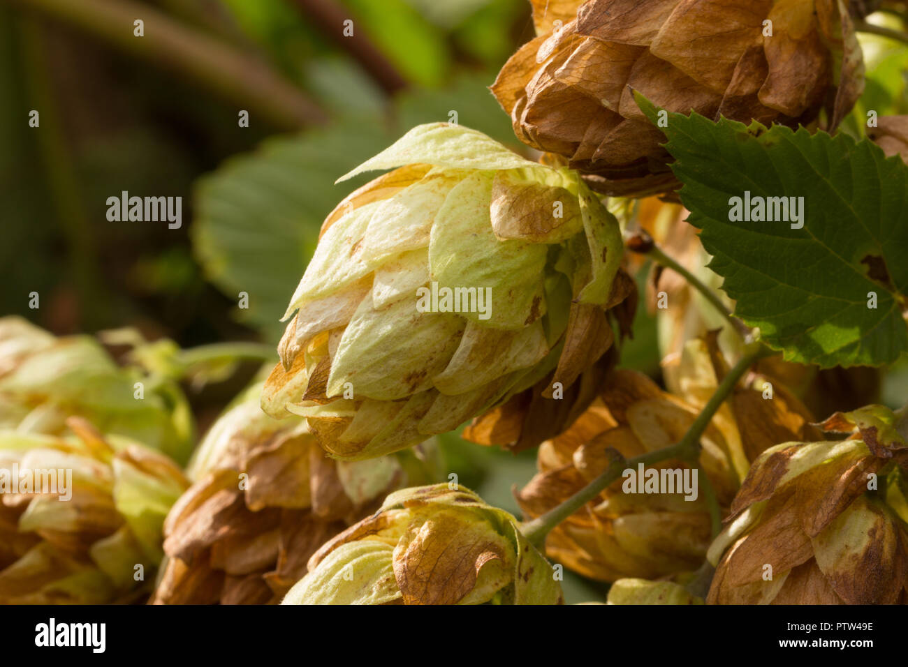Humulus l hi-res stock photography and images - Alamy