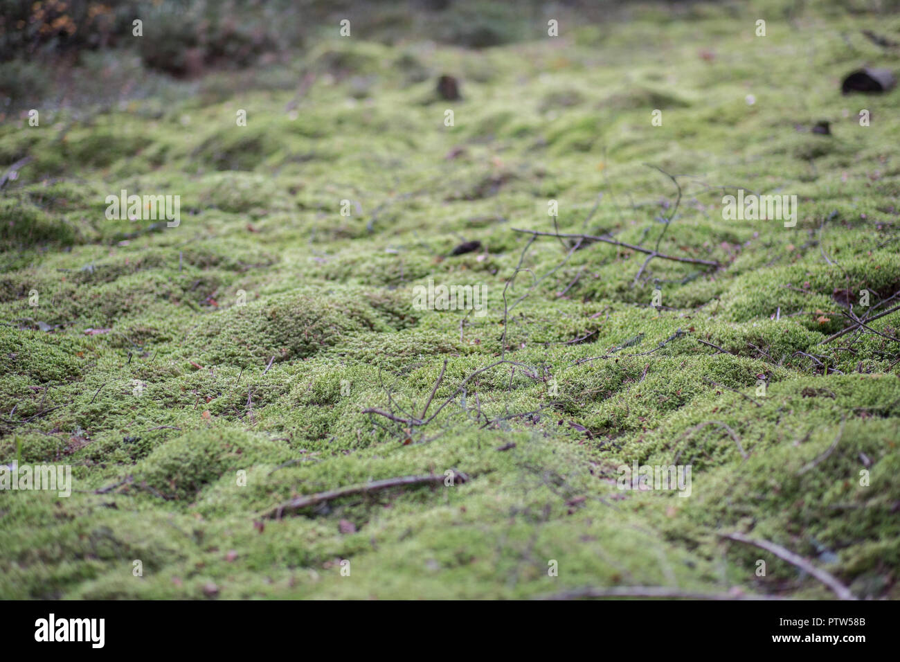 Moss covered ground Stock Photo - Alamy