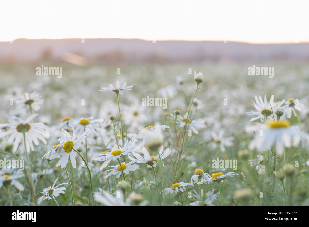 Beautiful field daisies hi-res stock photography and images - Alamy