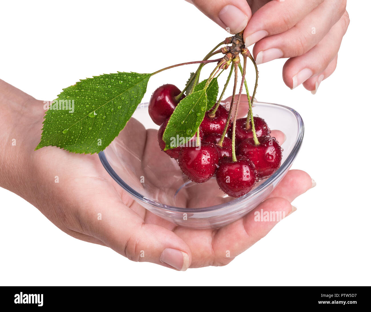 Bunch of sweet cherries with human hands and glass bowl. Prunus avium ...