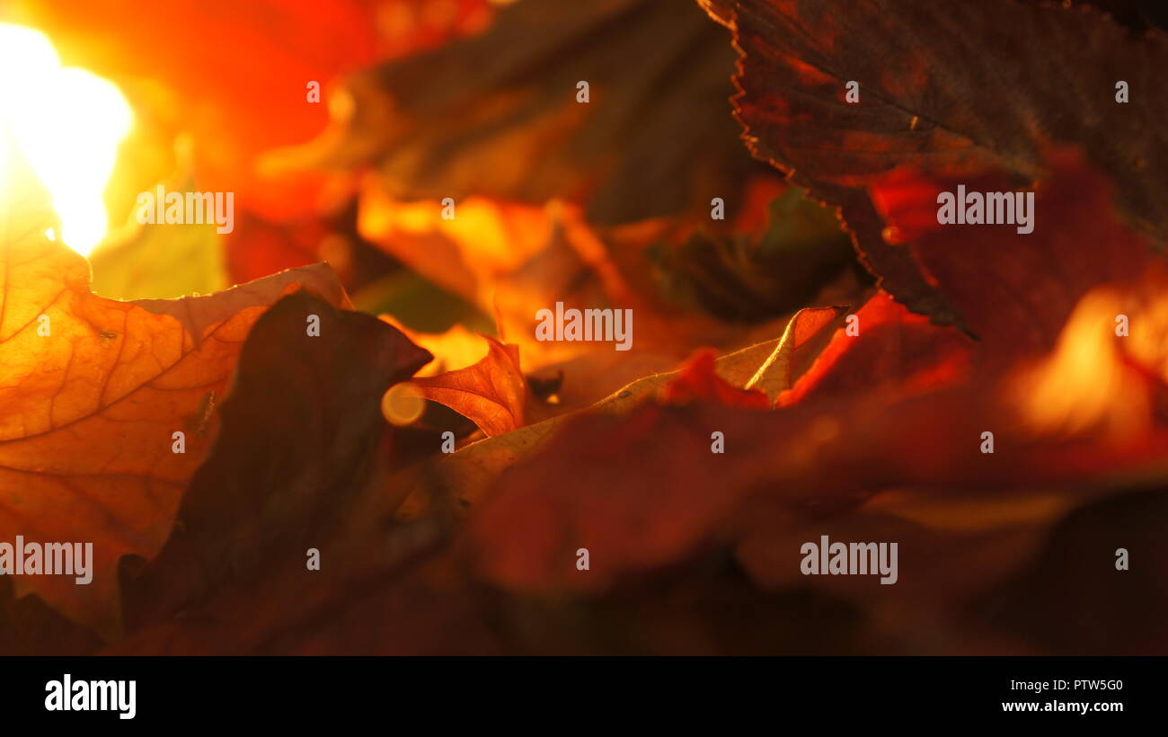 Various coloured Autumn / Fall leaves pictured against a light orange ...