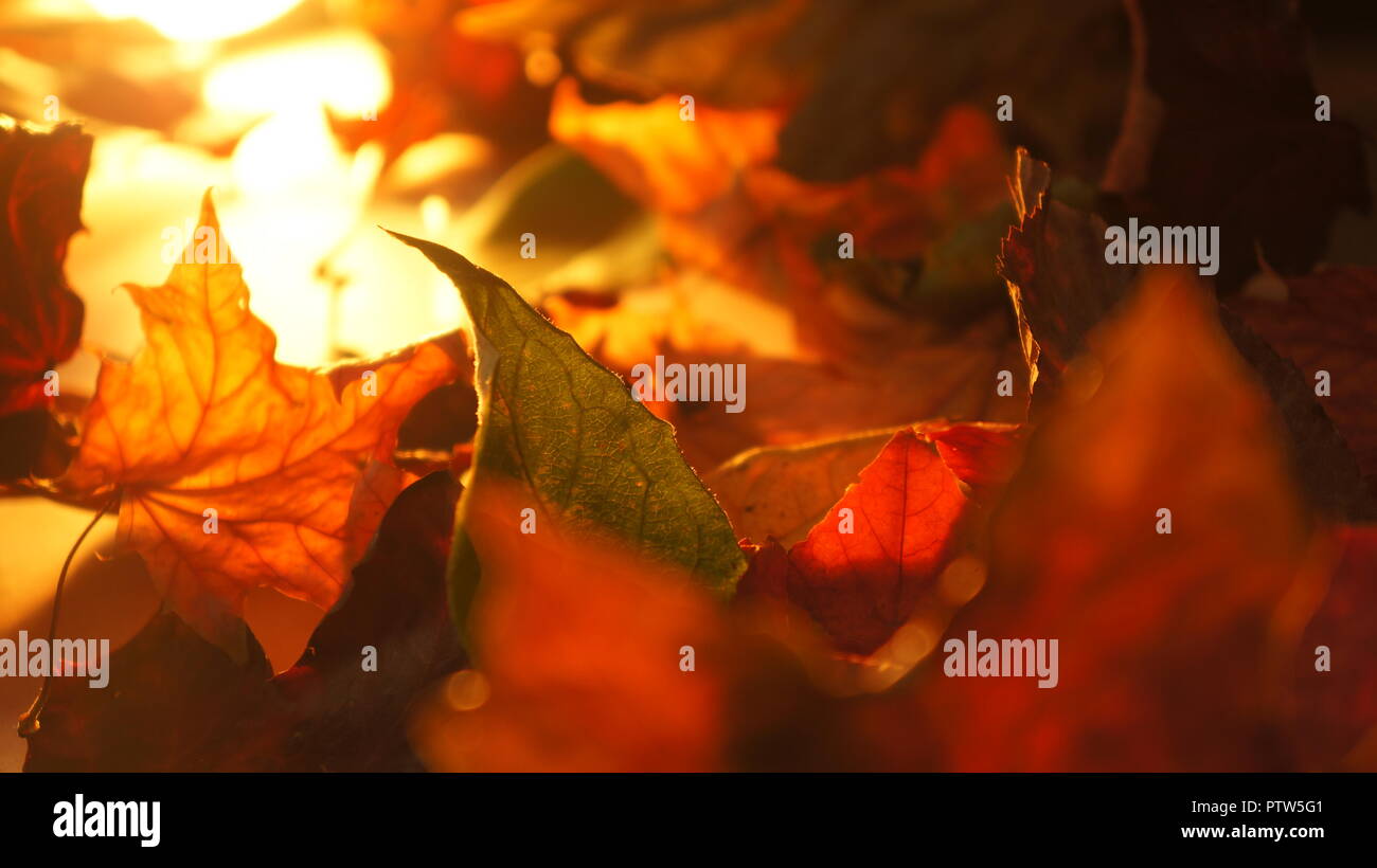 Various coloured Autumn / Fall leaves pictured against a light orange ...