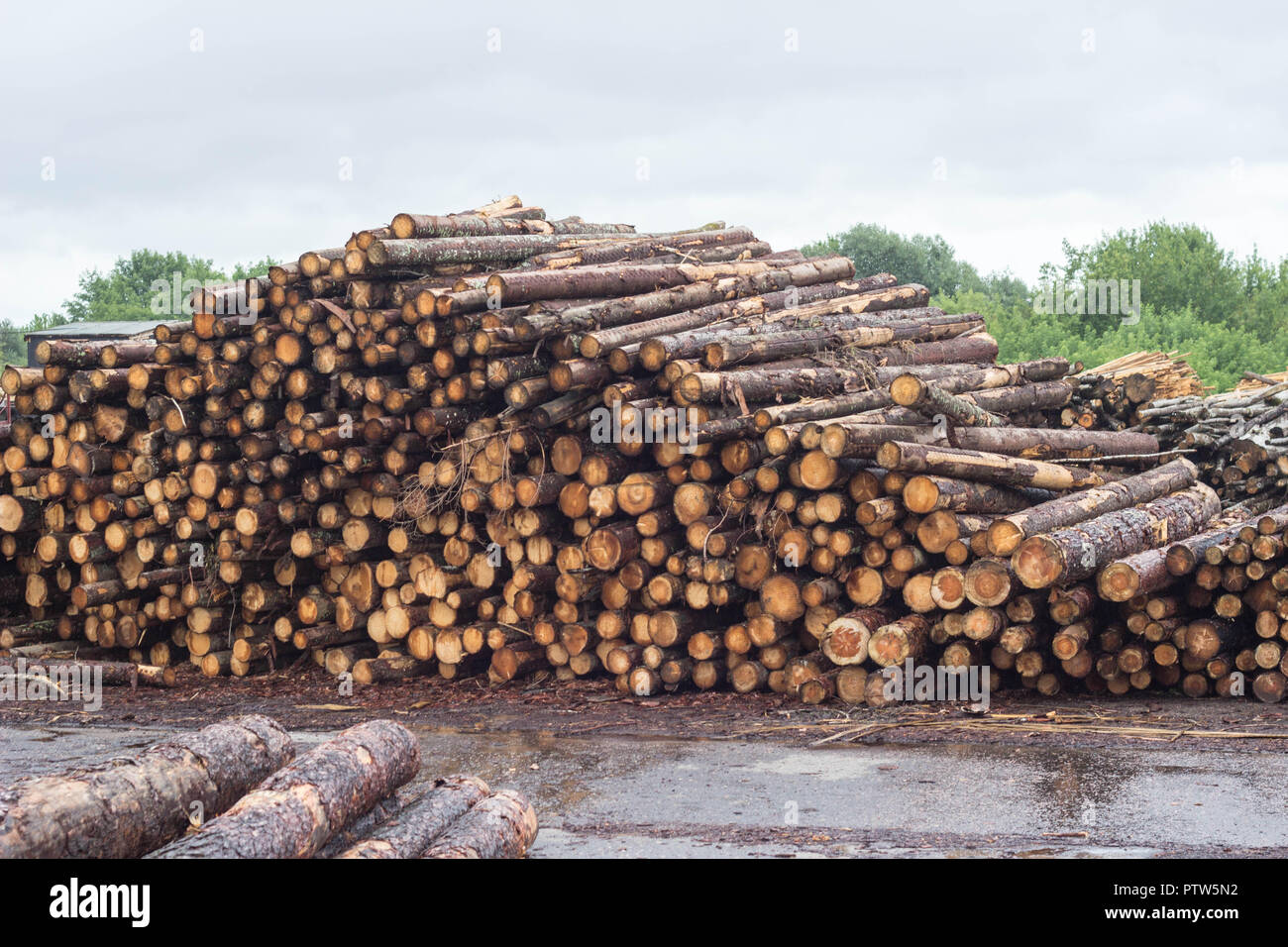 A huge pile of logs from the forest, a sawmill, timber for export, log ...
