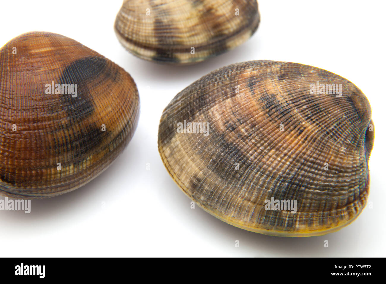three fresh clams on white background Stock Photo - Alamy