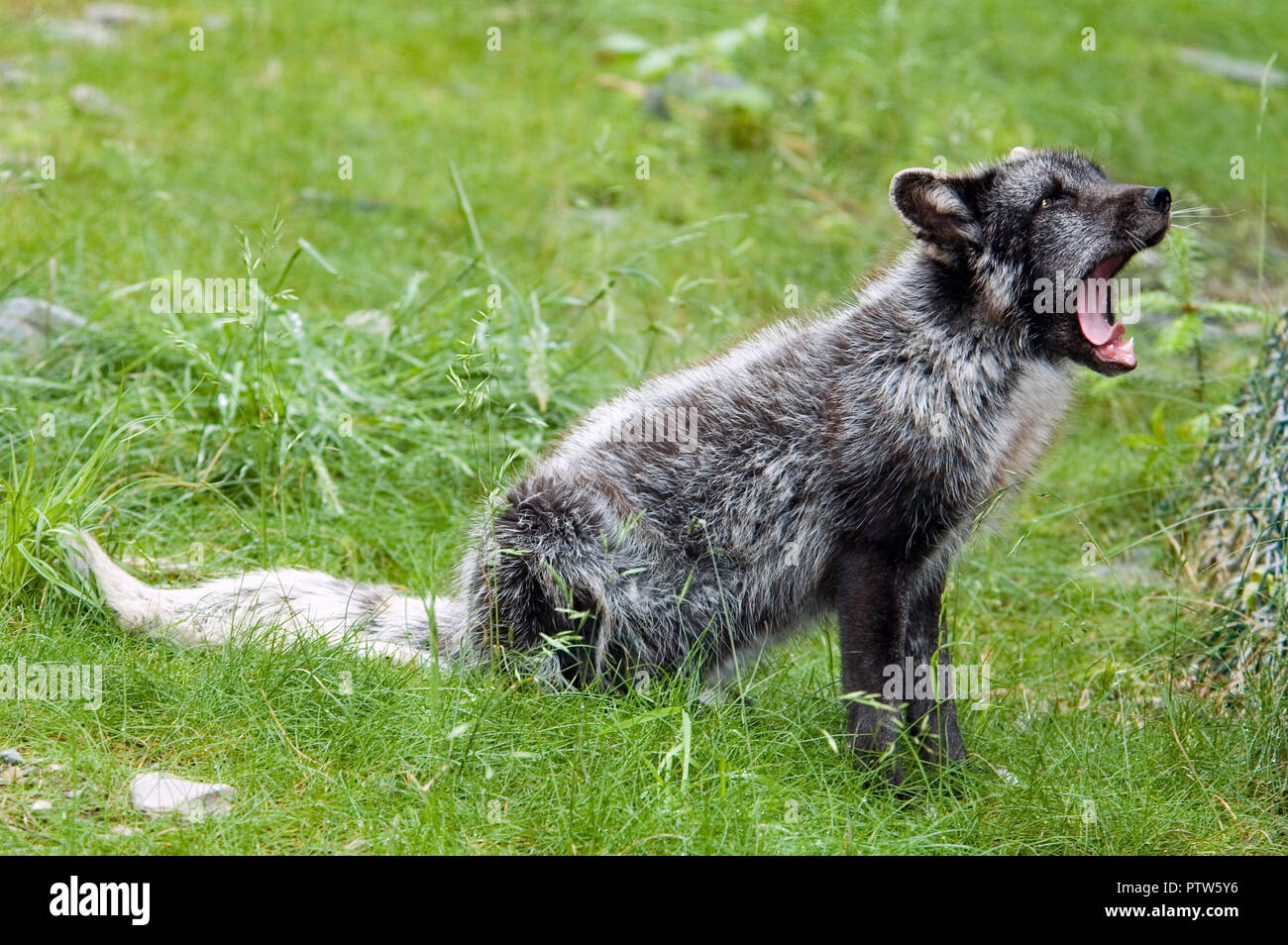 Arctic Fox calls Stock Photo - Alamy
