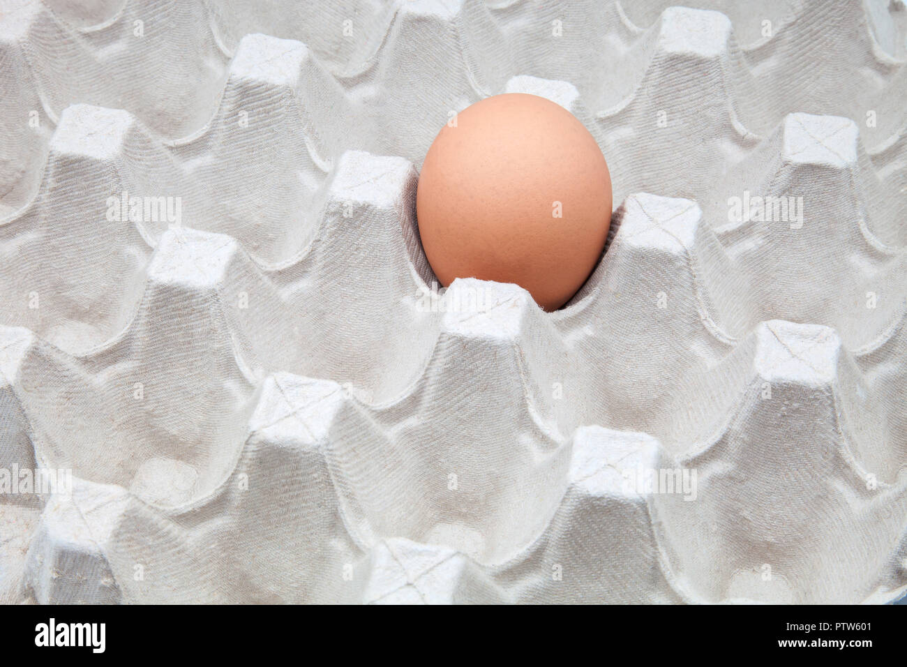 a single egg in cardboard box Stock Photo - Alamy