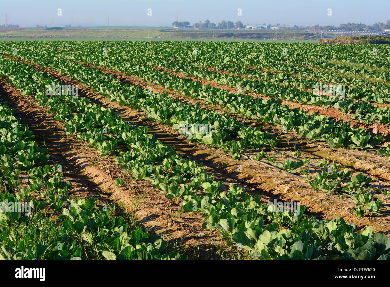 Agriculture usa soy hi-res stock photography and images - Alamy