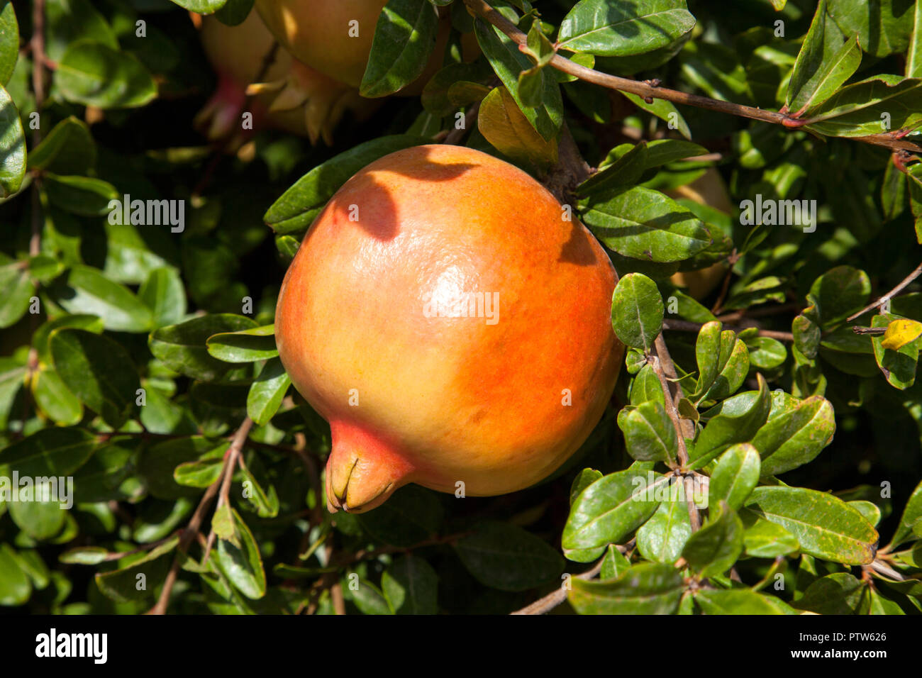 Tree With Grenades High Resolution Stock Photography and Images - Alamy