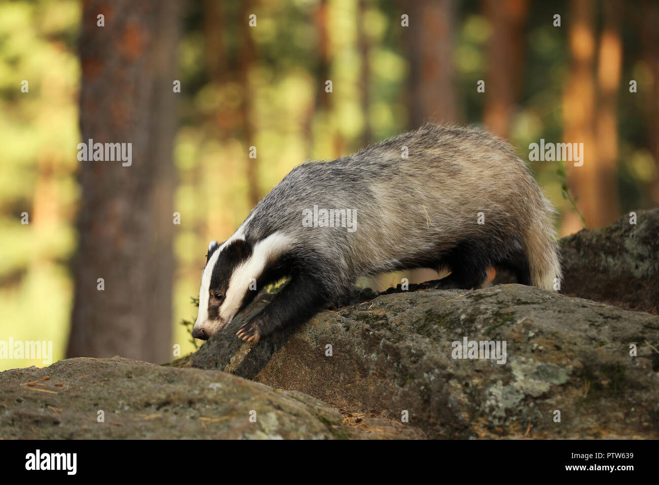 Portrait of badger in forest in summer - Meles meles Stock Photo - Alamy