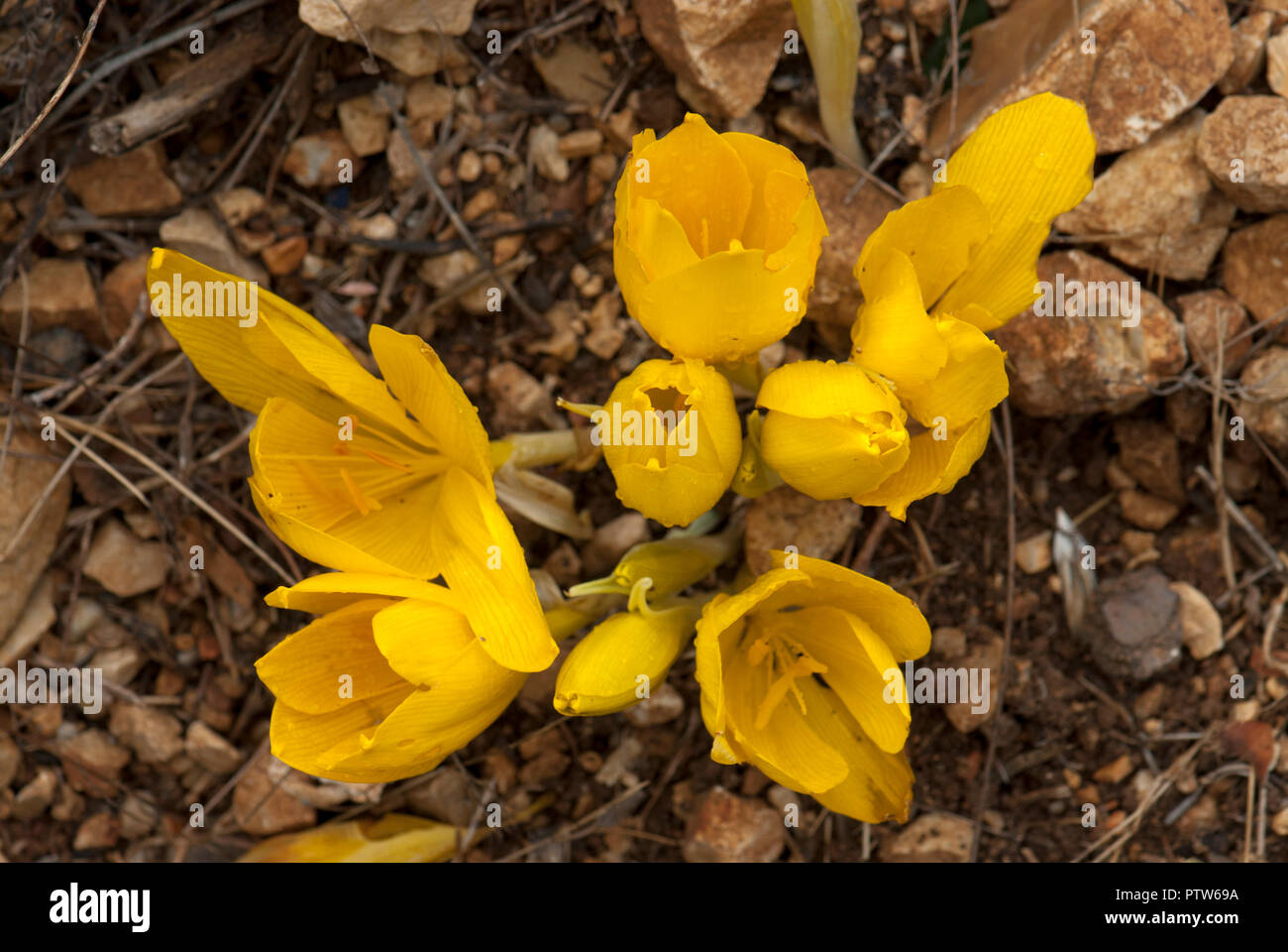 Sternbergia lutea hi-res stock photography and images - Alamy