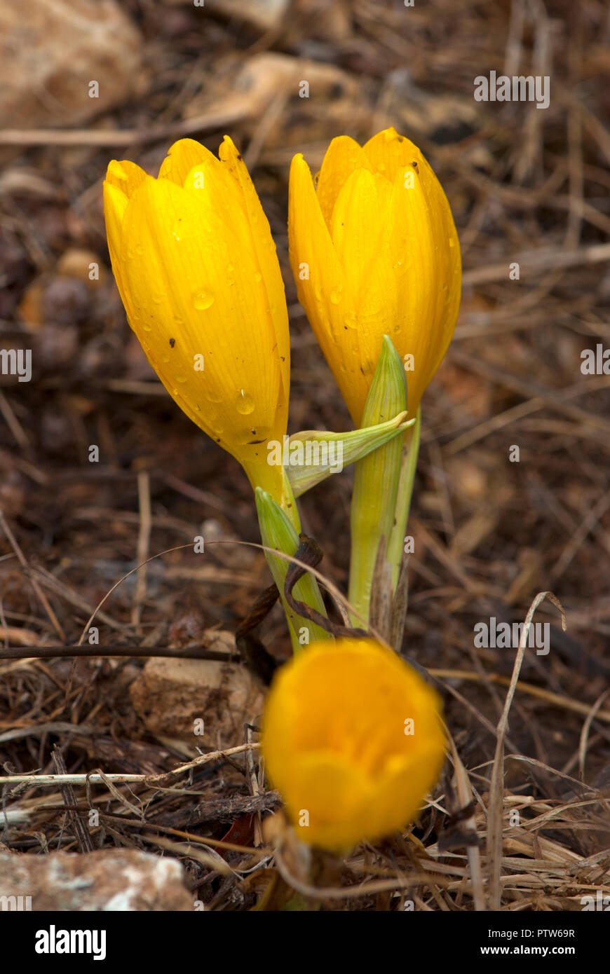 Sternbergia lutea hi-res stock photography and images - Alamy
