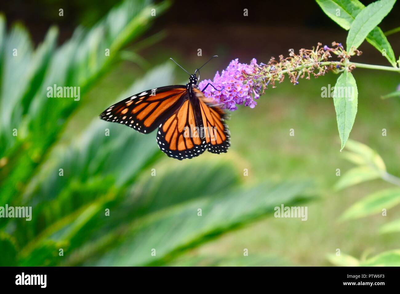 monarch butterfly on butterfly weed Stock Photo - Alamy