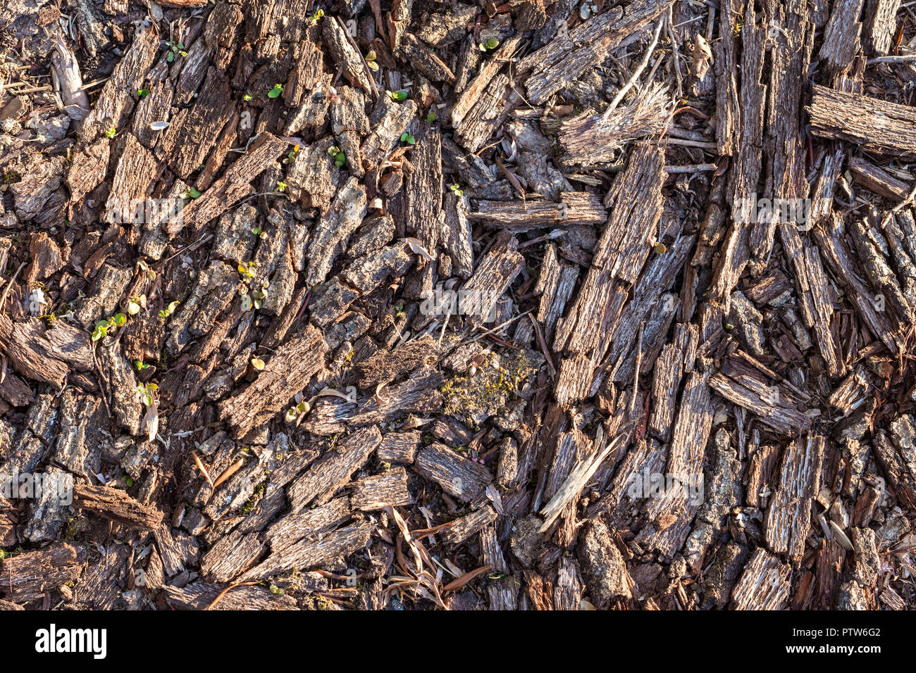 Chippings of tree bark Stock Photo - Alamy
